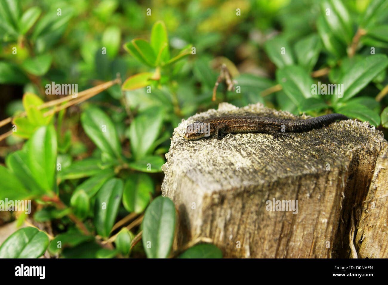 Little lizard meadow hi-res stock photography and images - Alamy