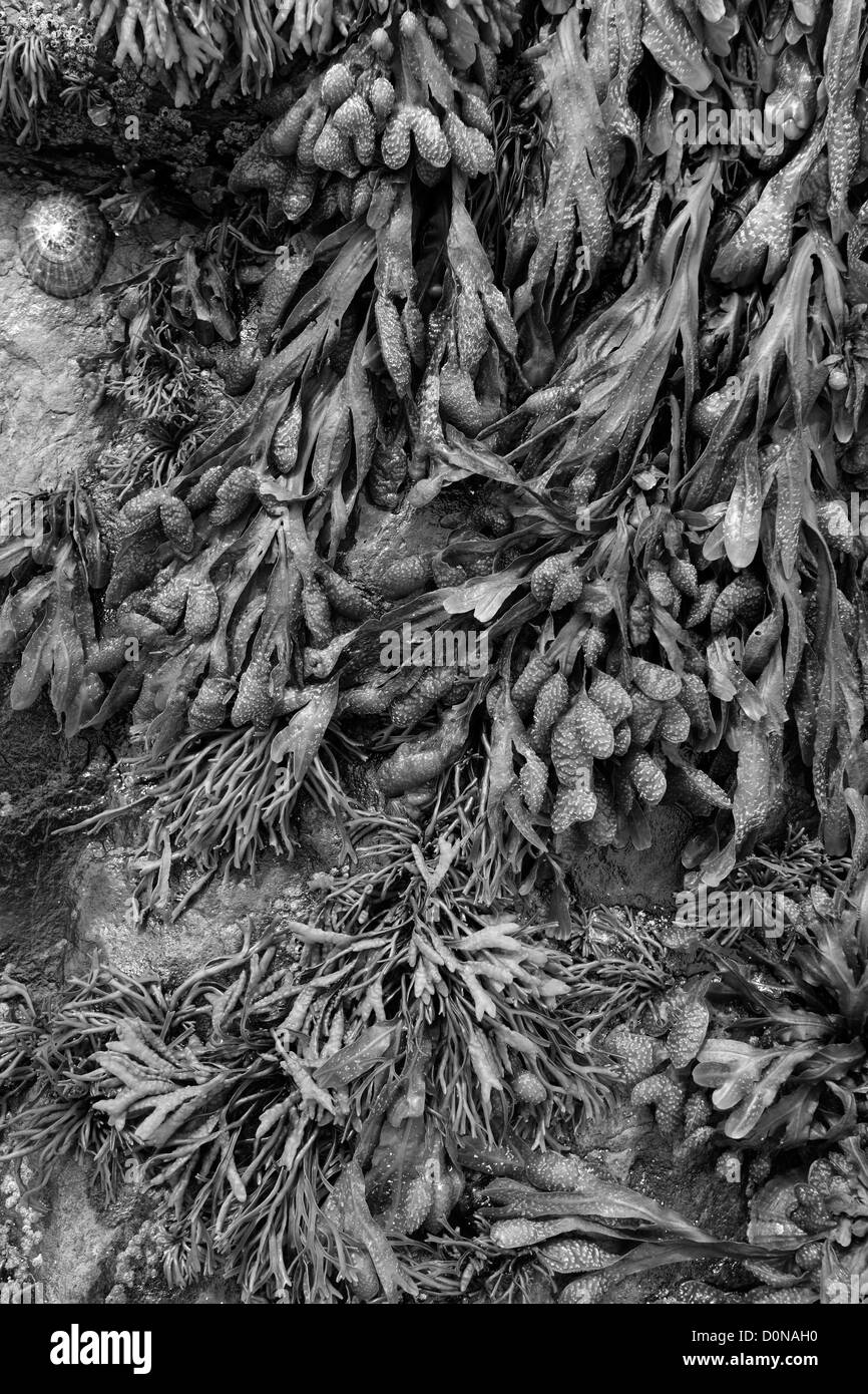 Black and White, Bladder Wrack seaweed, (Fucus vesiculosus Stock Photo ...