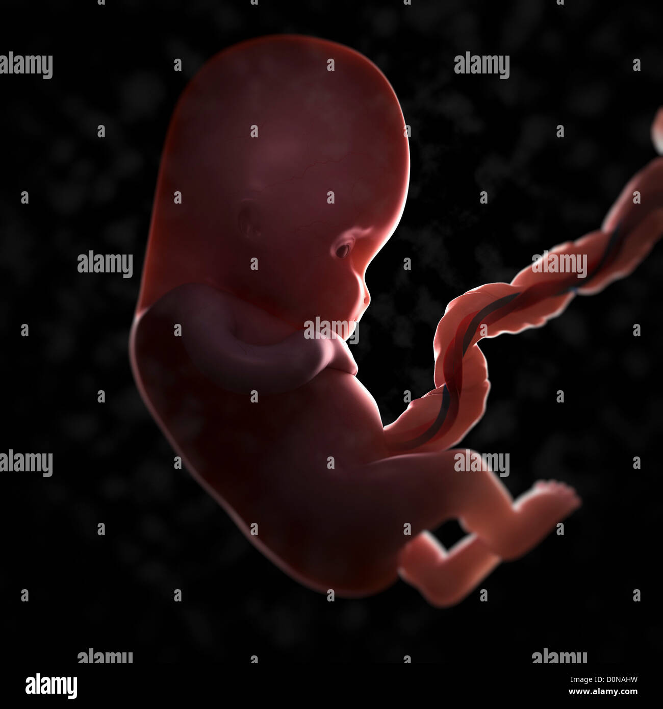 A developing fetus within the womb. (Week 12 after last menstrual ...