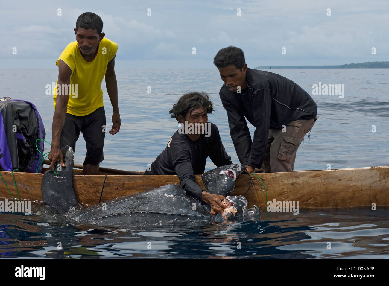 Leatherback turtle carcass hi-res stock photography and images - Alamy