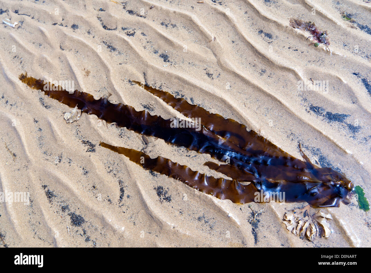 Seaweed on the Beach at low tide Stock Photo - Alamy