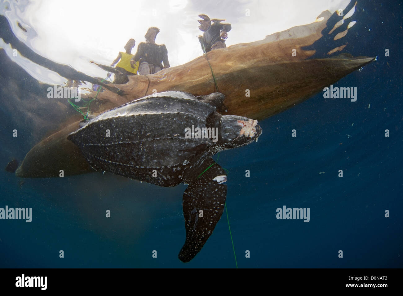 Dead Leatherback Turtle Floating Underwater Stock Photo - Alamy