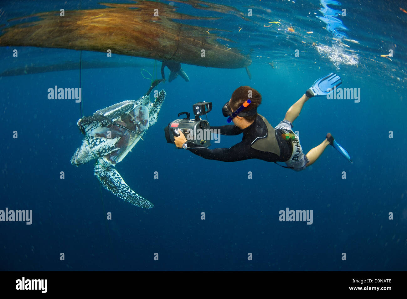Photographing Dead Leatherback Turtle Floating Underwater Stock Photo ...