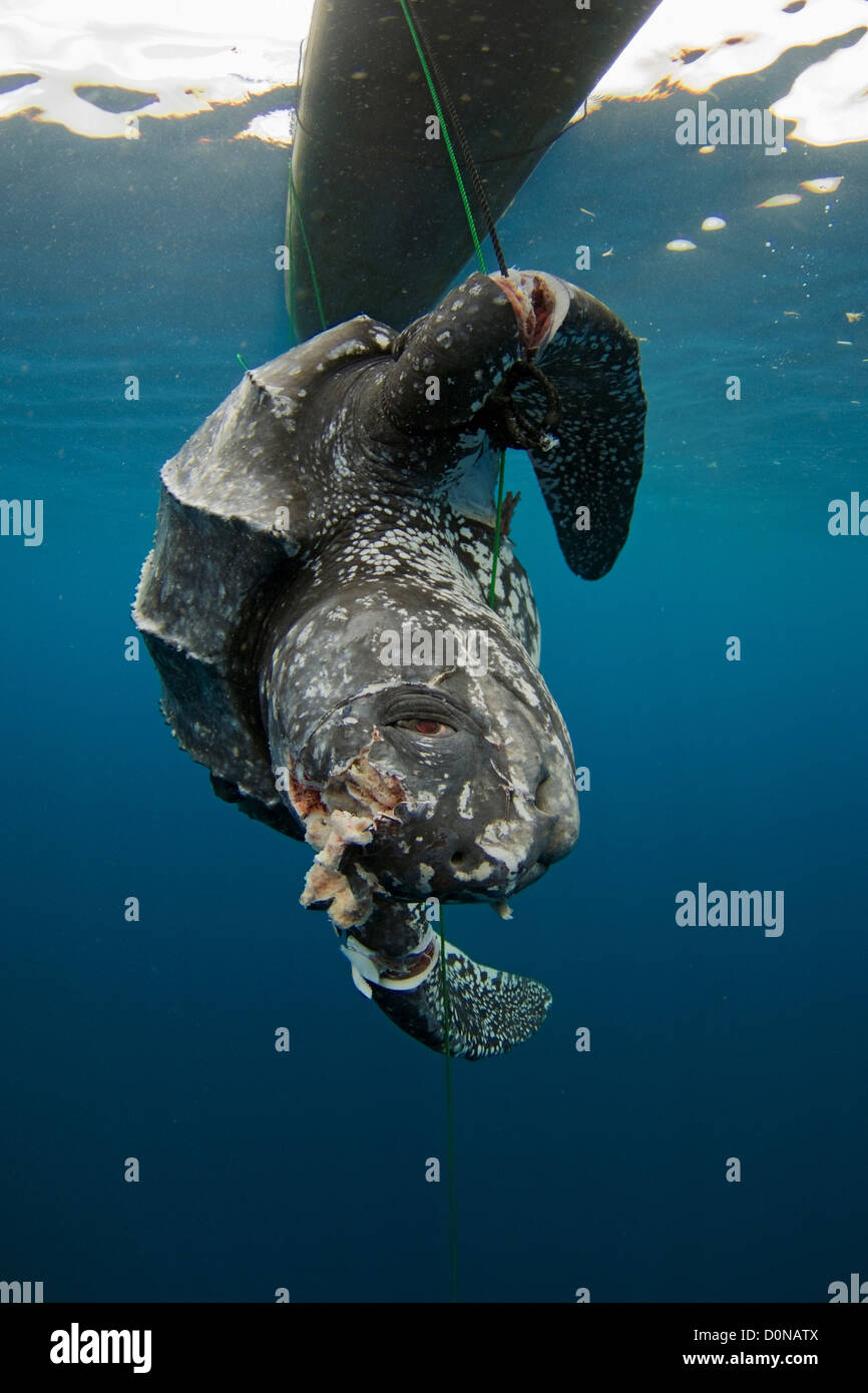 Dead Leatherback Turtle Floating Underwater Stock Photo - Alamy