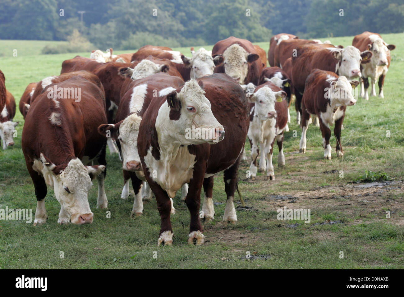 Hereford cattle bull bullock herd Stock Photo - Alamy
