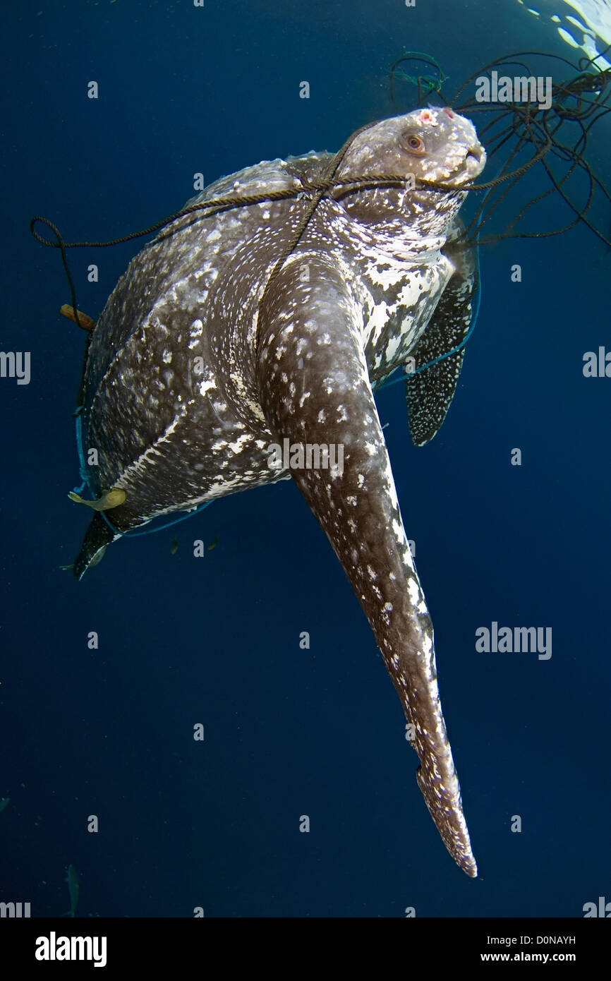 Captured Leatherback Turtle Stock Photo - Alamy