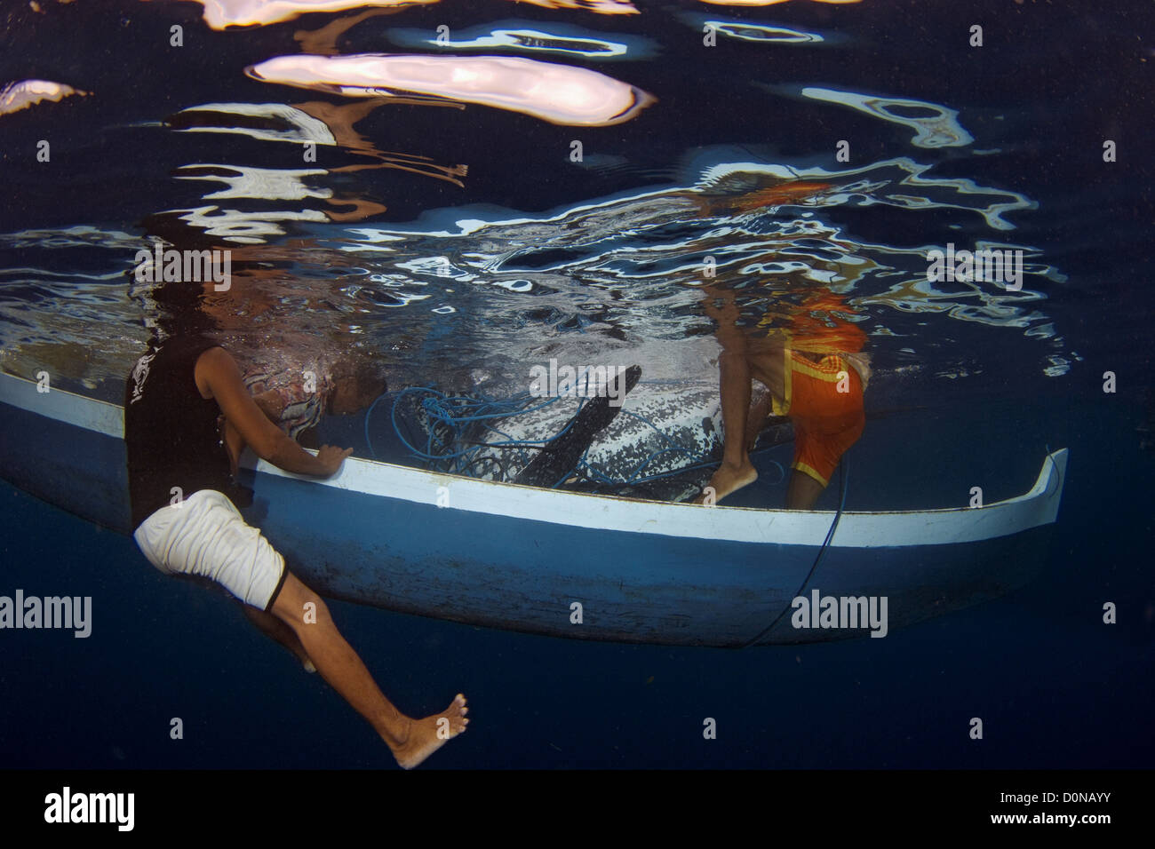 Captured Leatherback Turtle Swamping Boat Stock Photo - Alamy