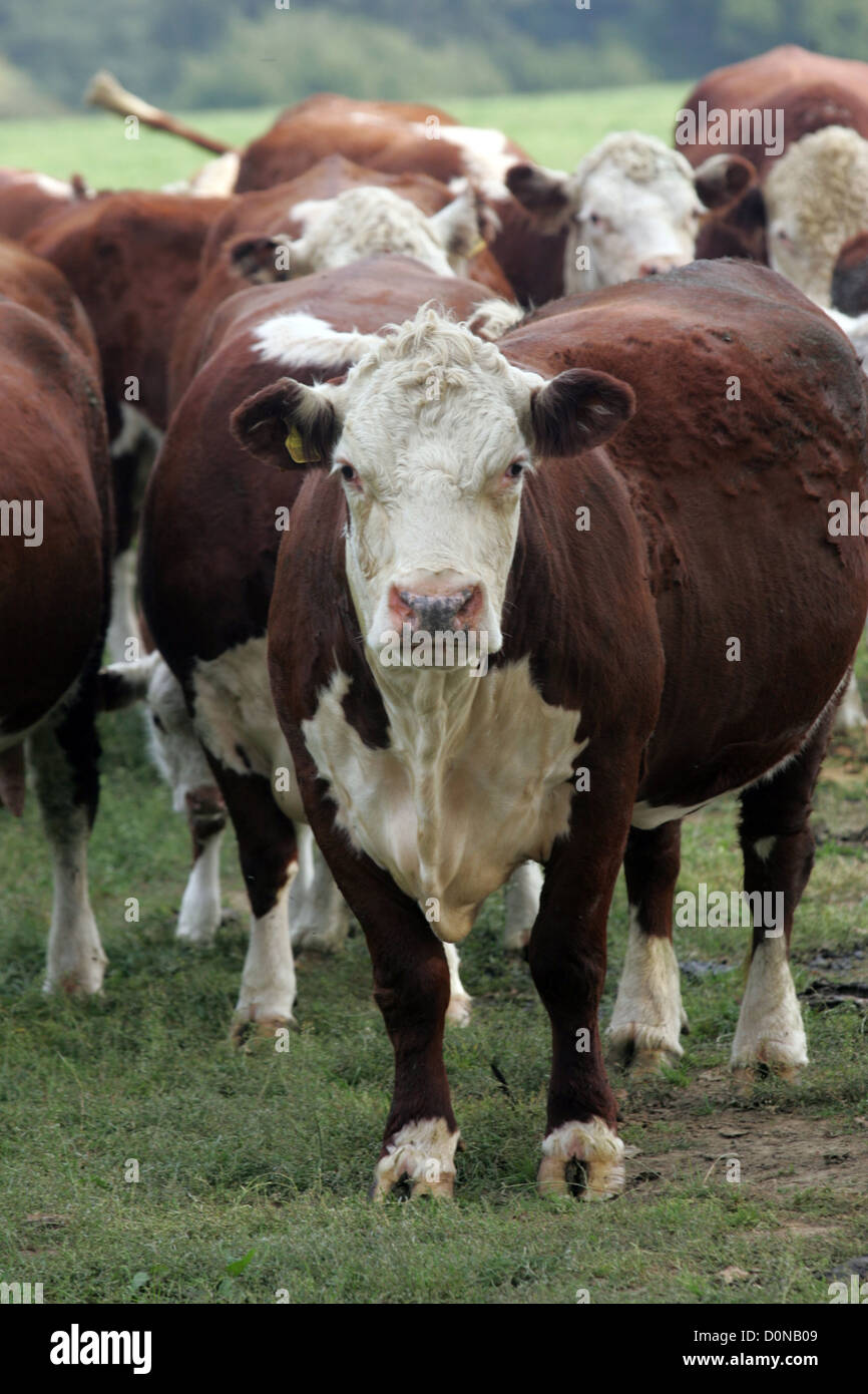 Hereford cattle bull herd Stock Photo - Alamy