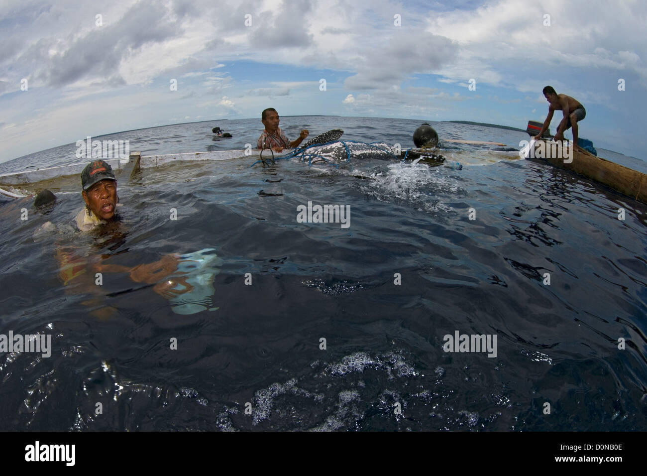 Swamped Canoe with Leatherback Turtle Loaded Stock Photo - Alamy