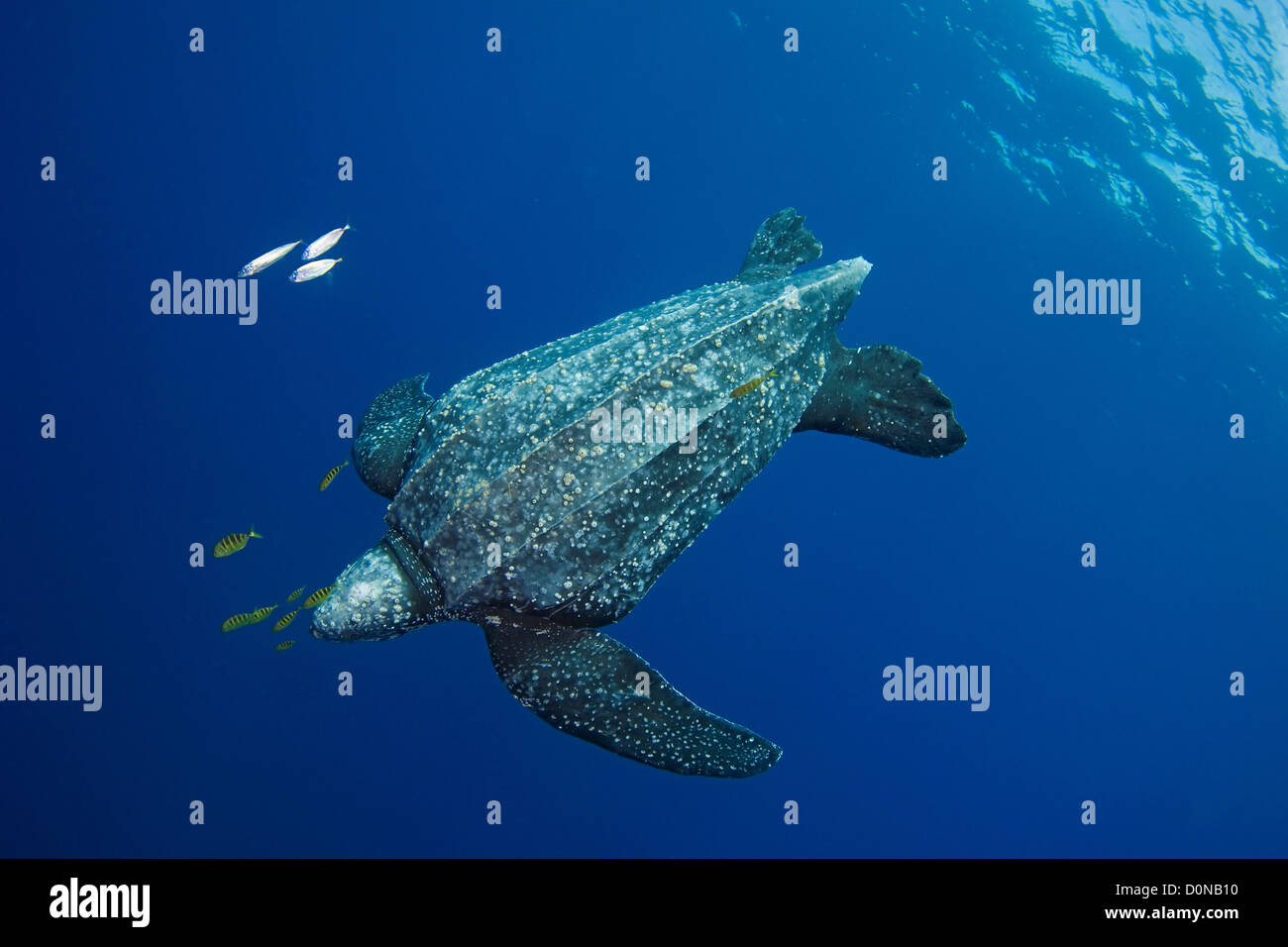 Juvenile trevally hi-res stock photography and images - Alamy