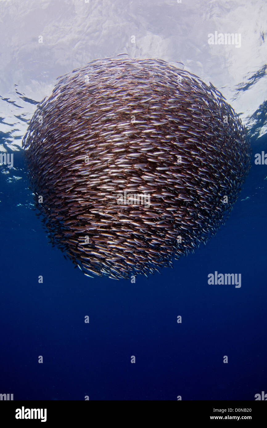 School herring fish swimming in hi-res stock photography and images - Alamy