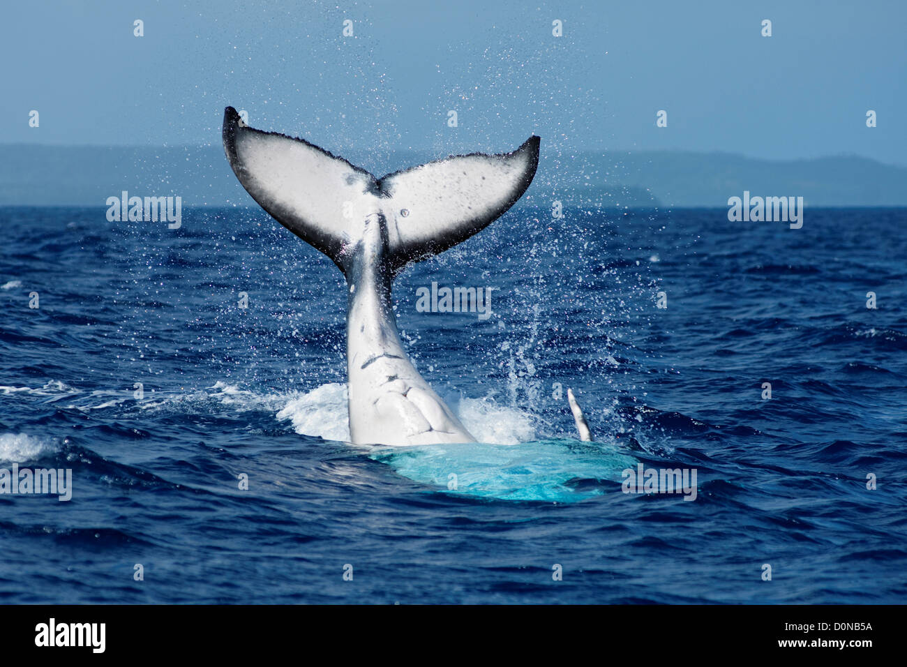 Humpback whale showing tail fluke hi-res stock photography and images ...
