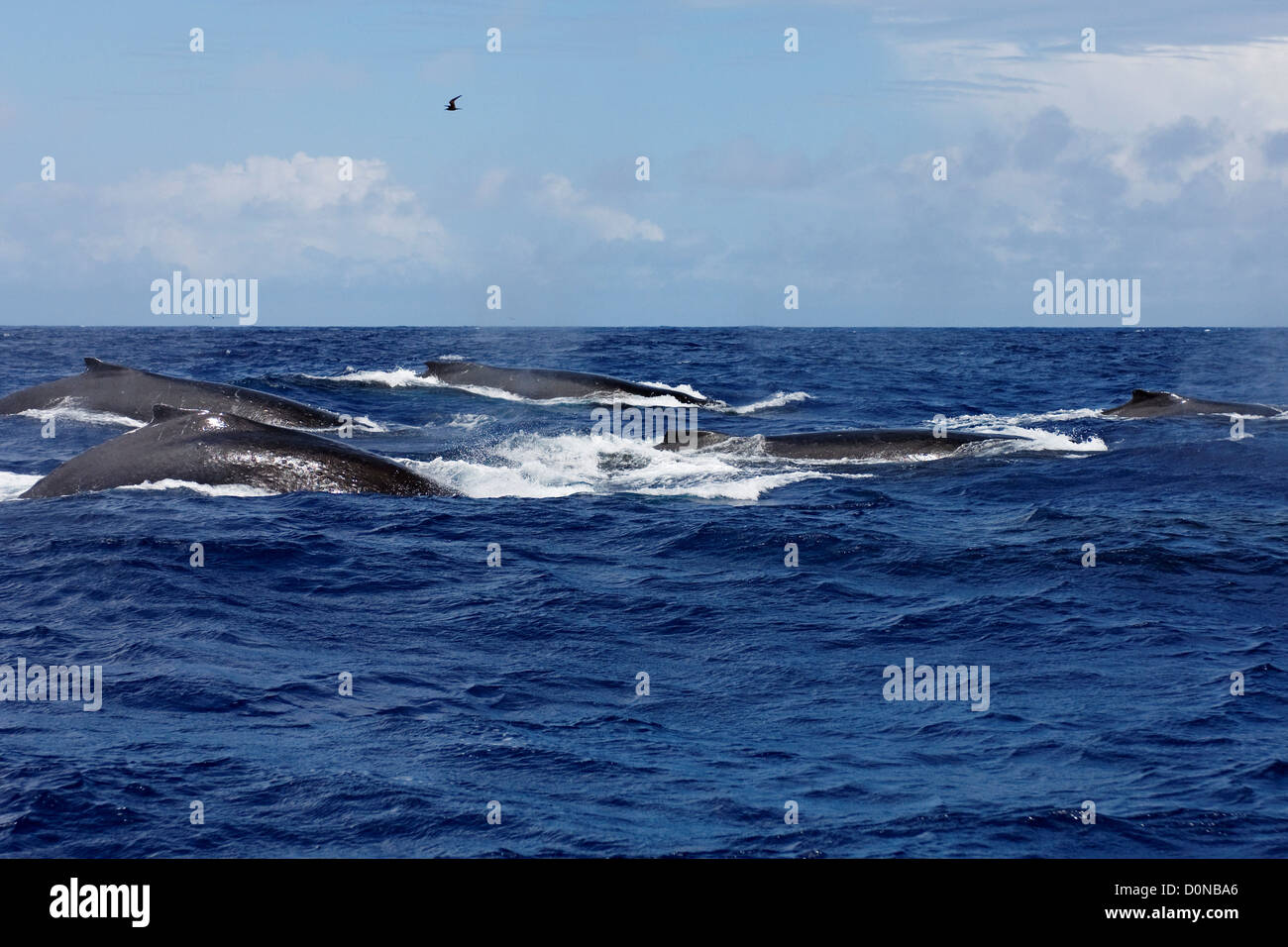 Humpback whales (Megaptera novaeangliae) migrating during the heat run ...