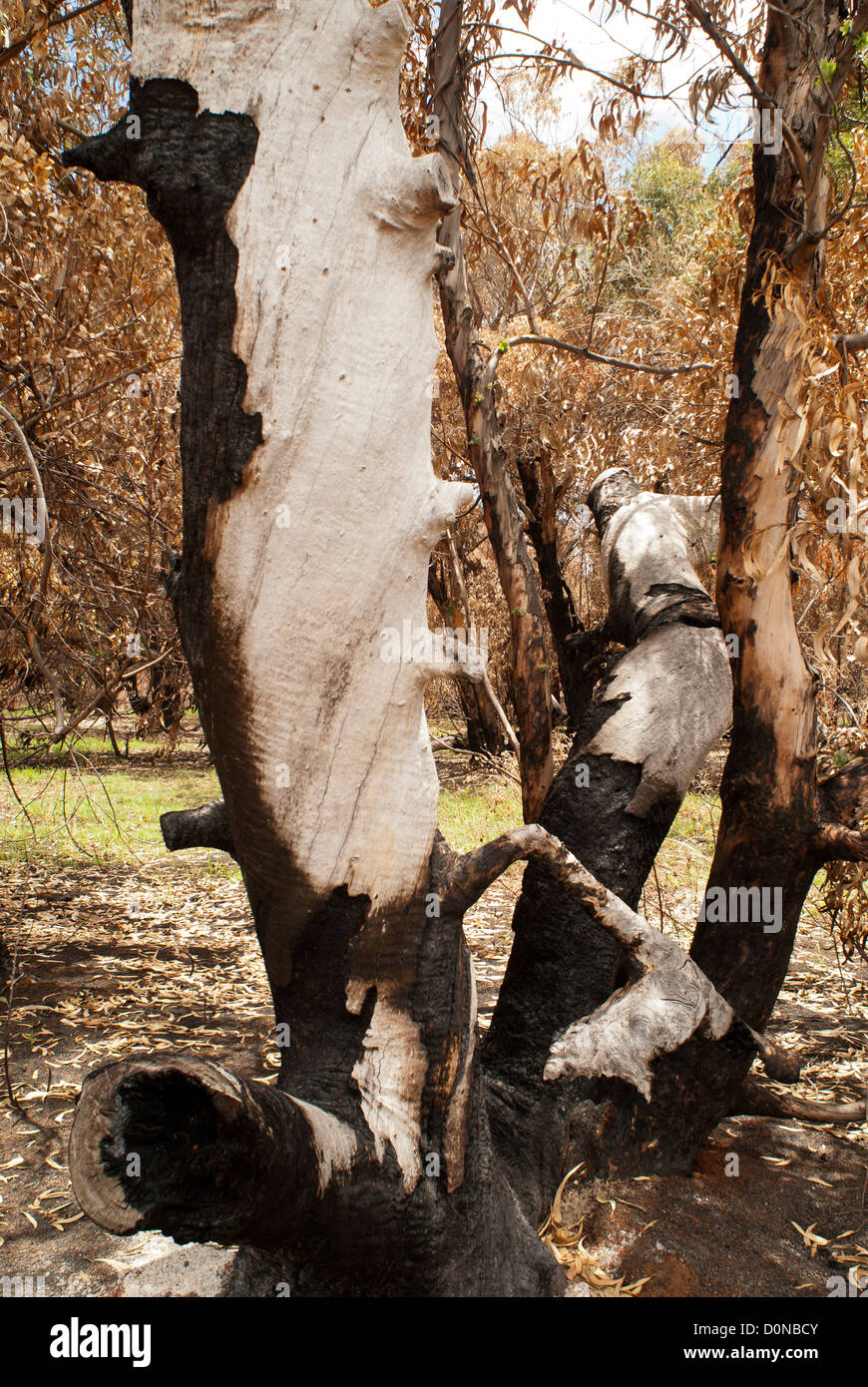 Tree with peeled bark Stock Photo - Alamy