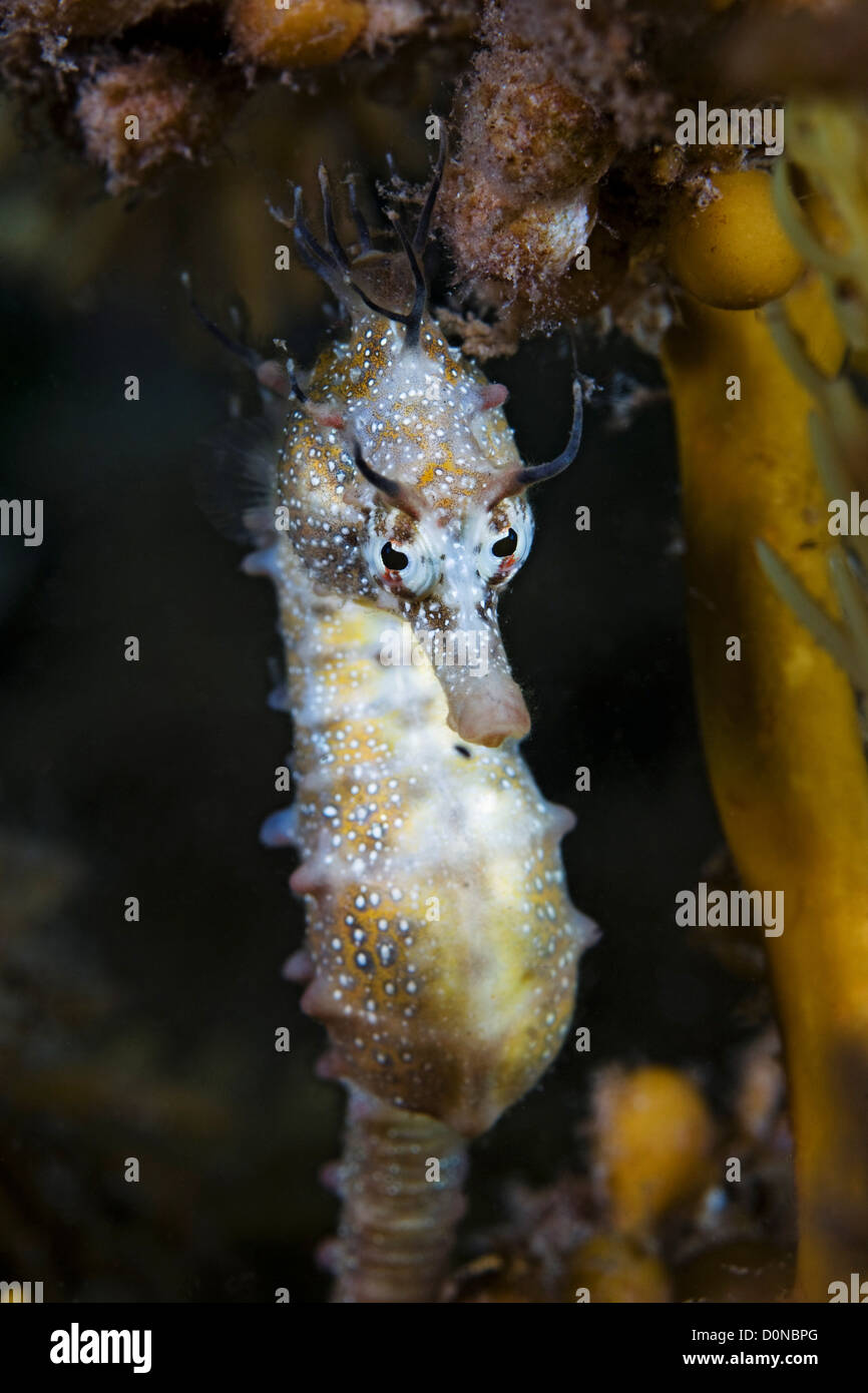 Short head seahorse hi-res stock photography and images - Alamy
