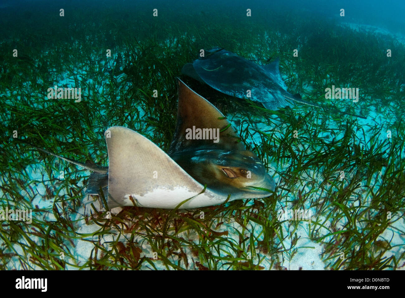Southern Eagle Ray Stock Photo - Alamy