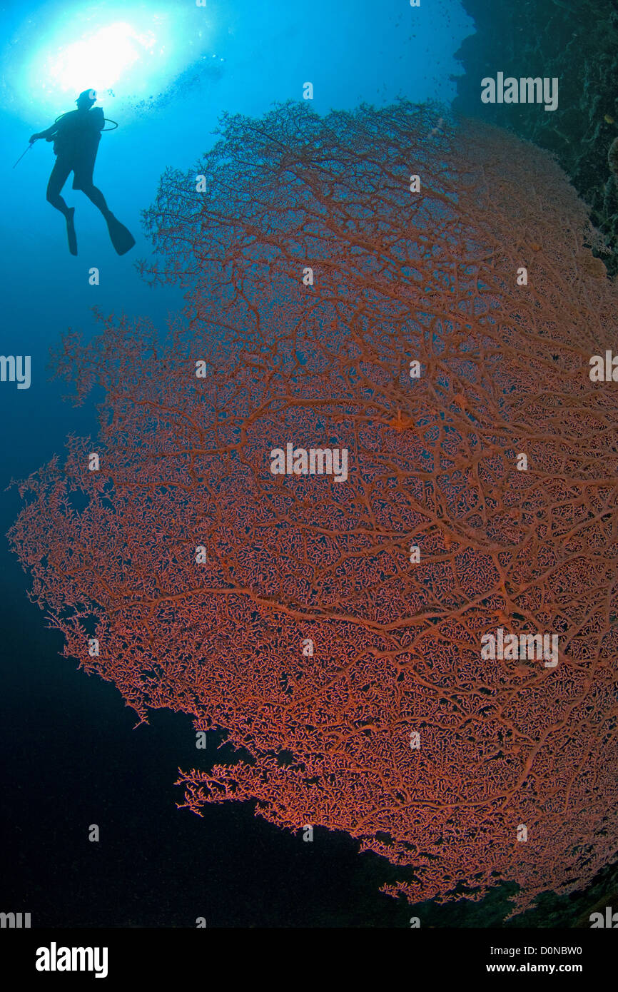 Large Red Sea Fan Stock Photo - Alamy