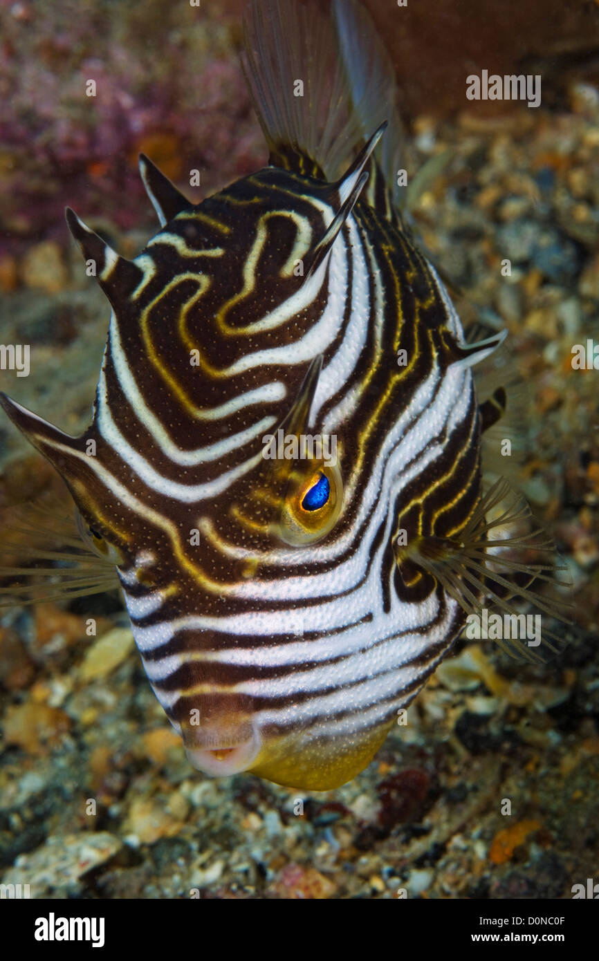 Shaws hi-res stock photography and images - Alamy