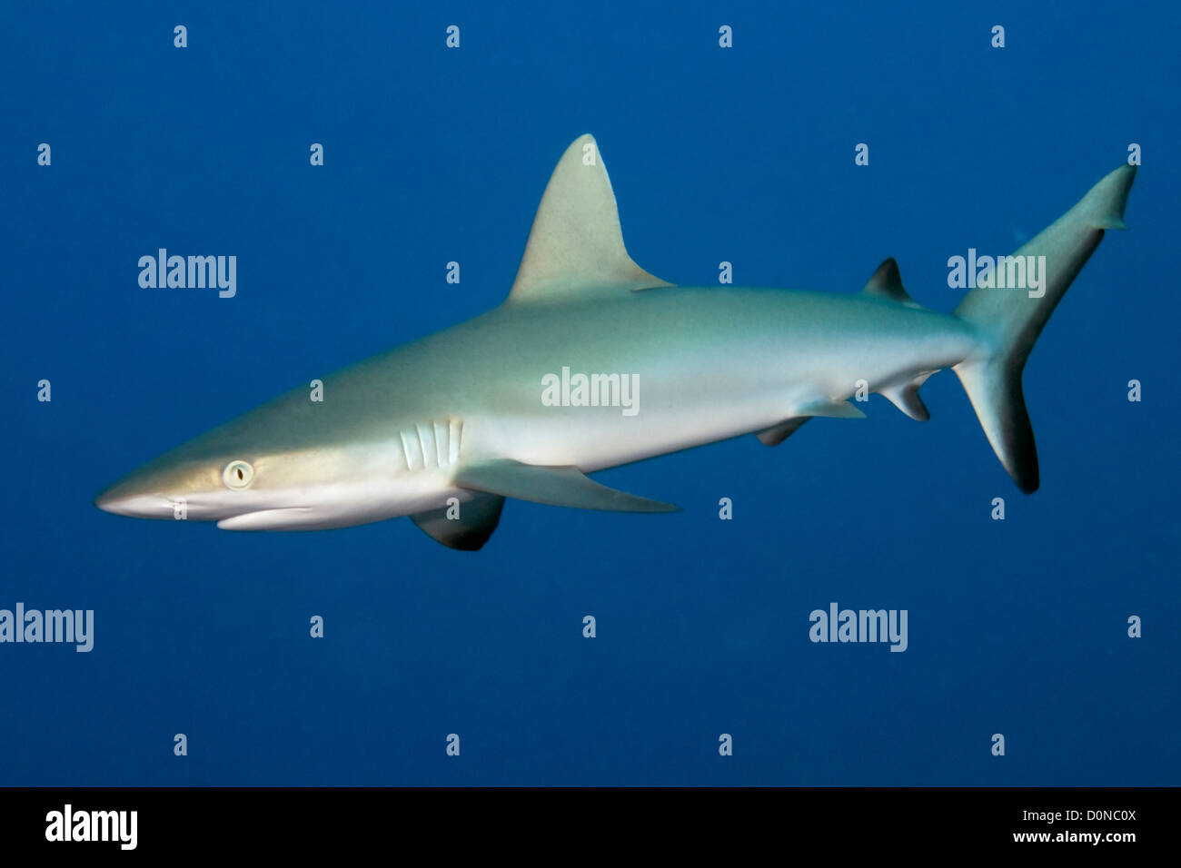 Gray Reef Shark Stock Photo - Alamy