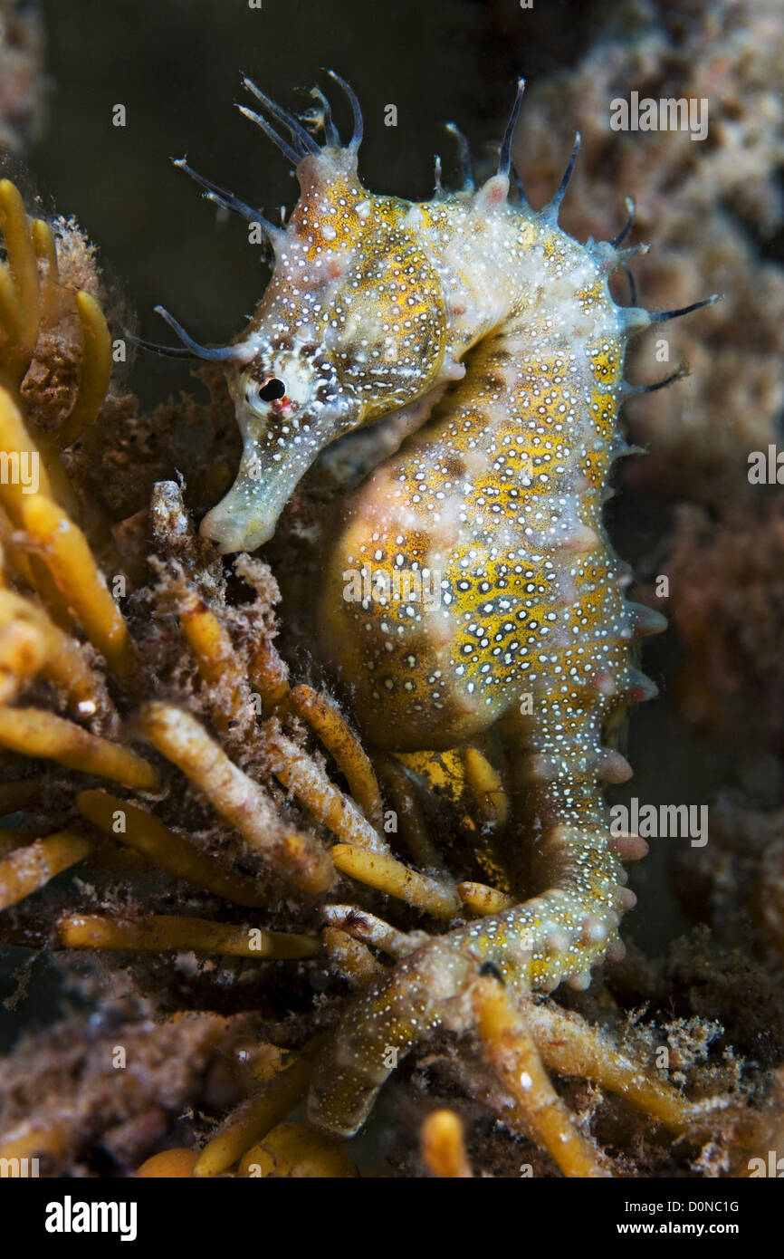 Short head seahorse hi-res stock photography and images - Alamy