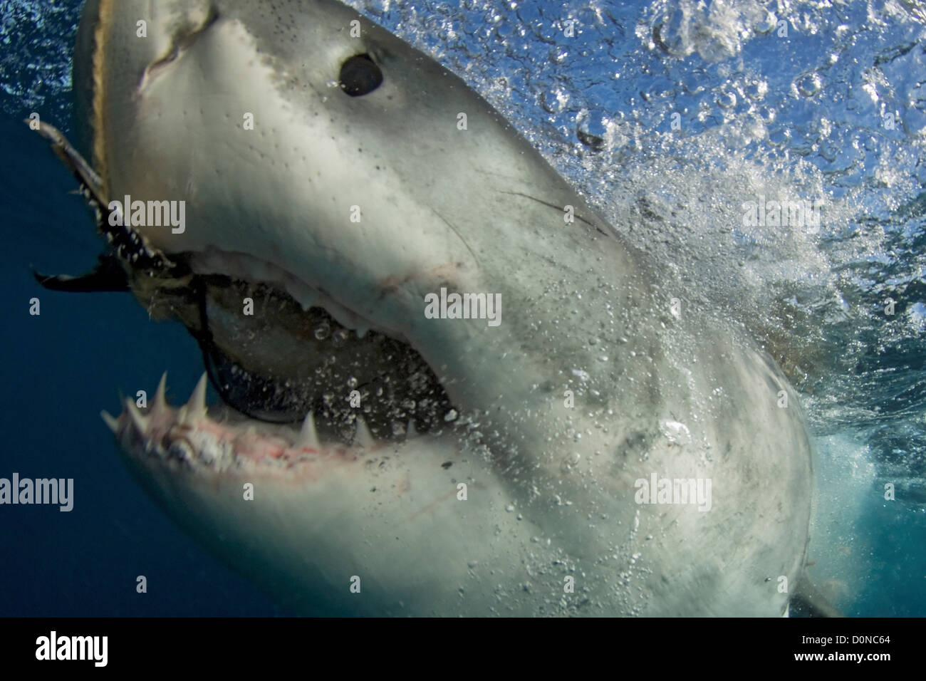 Great White Shark Swallowing Bait Stock Photo - Alamy