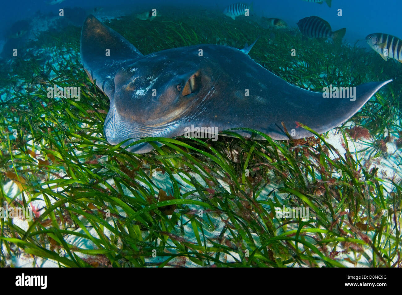 Southern Eagle Ray Stock Photo - Alamy
