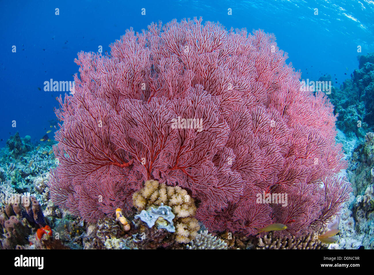 Large Red Sea Fan Stock Photo - Alamy