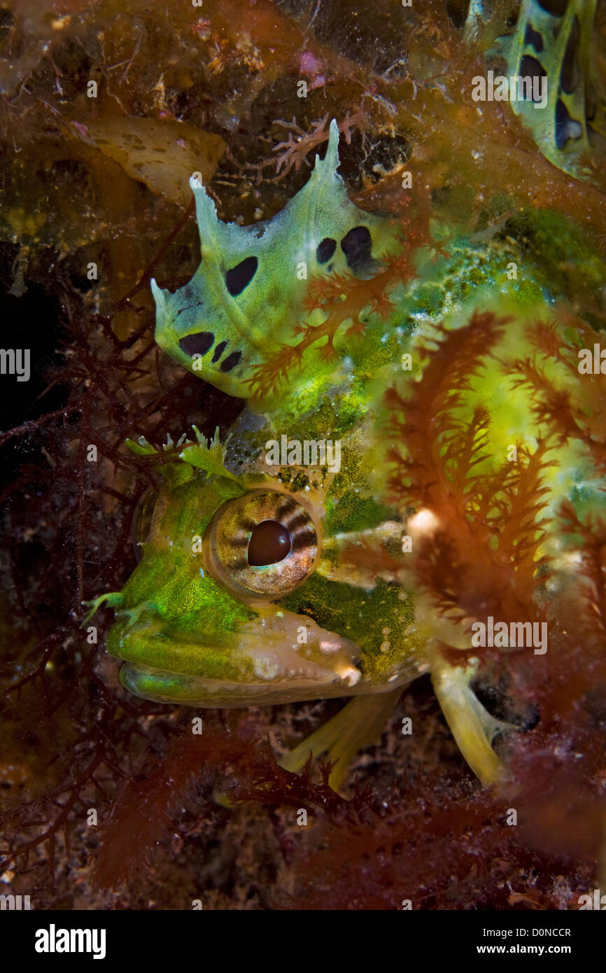 Crested weedfish hi-res stock photography and images - Alamy