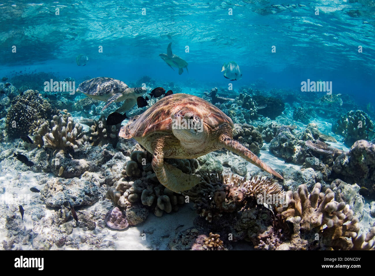 Sea Turtles Swimming Over Reef Stock Photo - Alamy