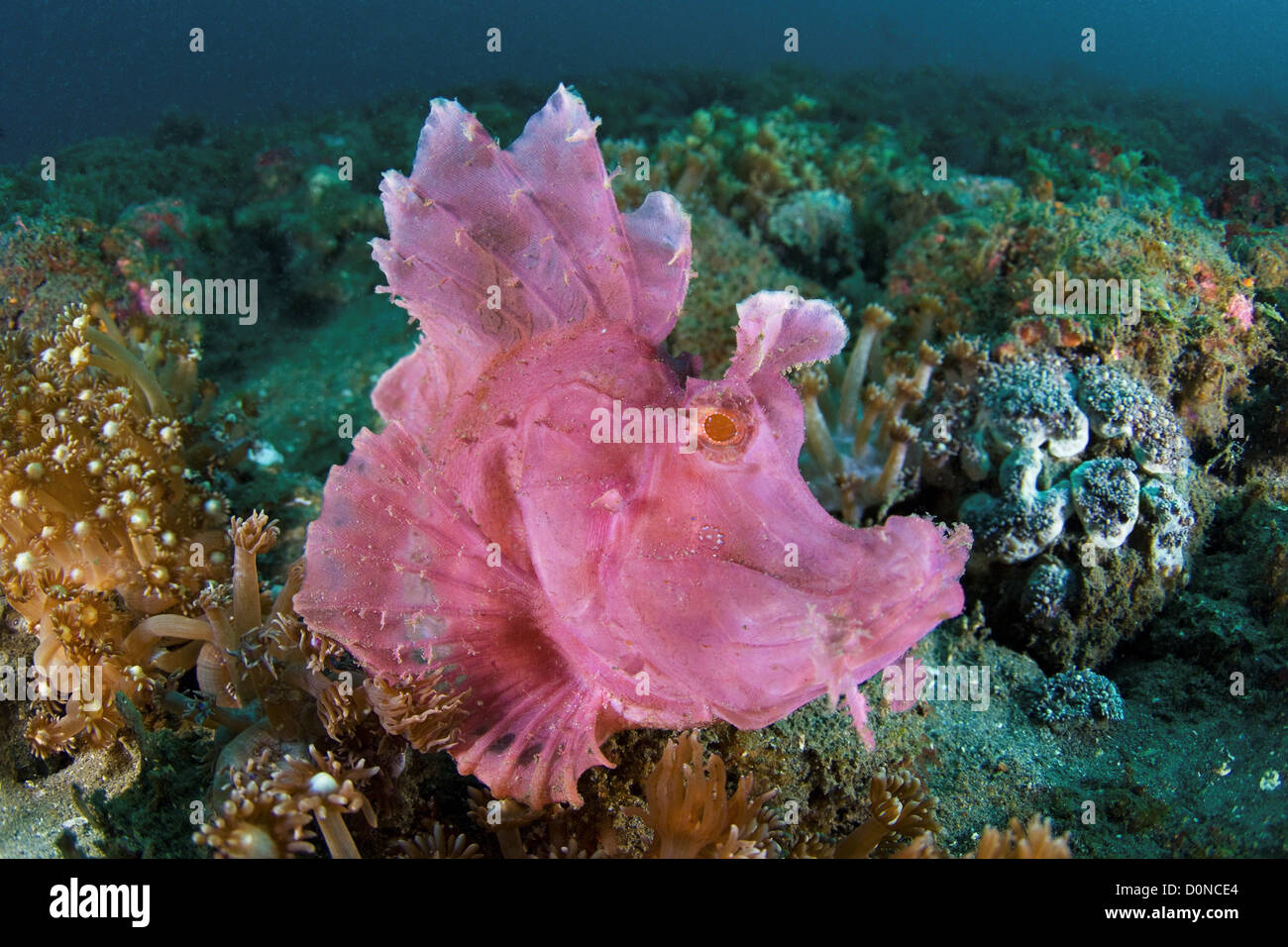 Pink weedy scorpionfish rhinopias frondosa hi-res stock photography and ...
