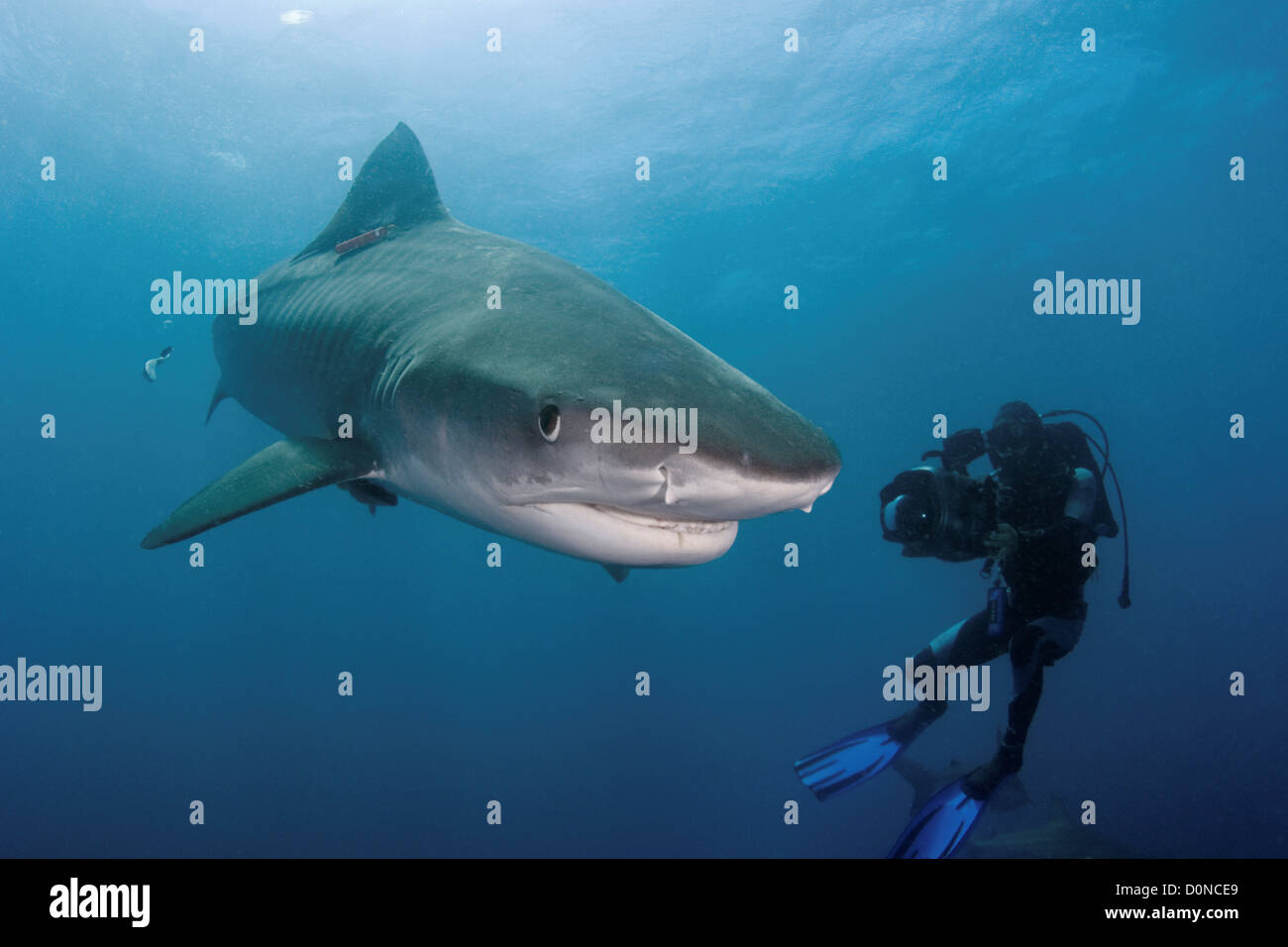 Cameraman filming animals hi-res stock photography and images - Alamy