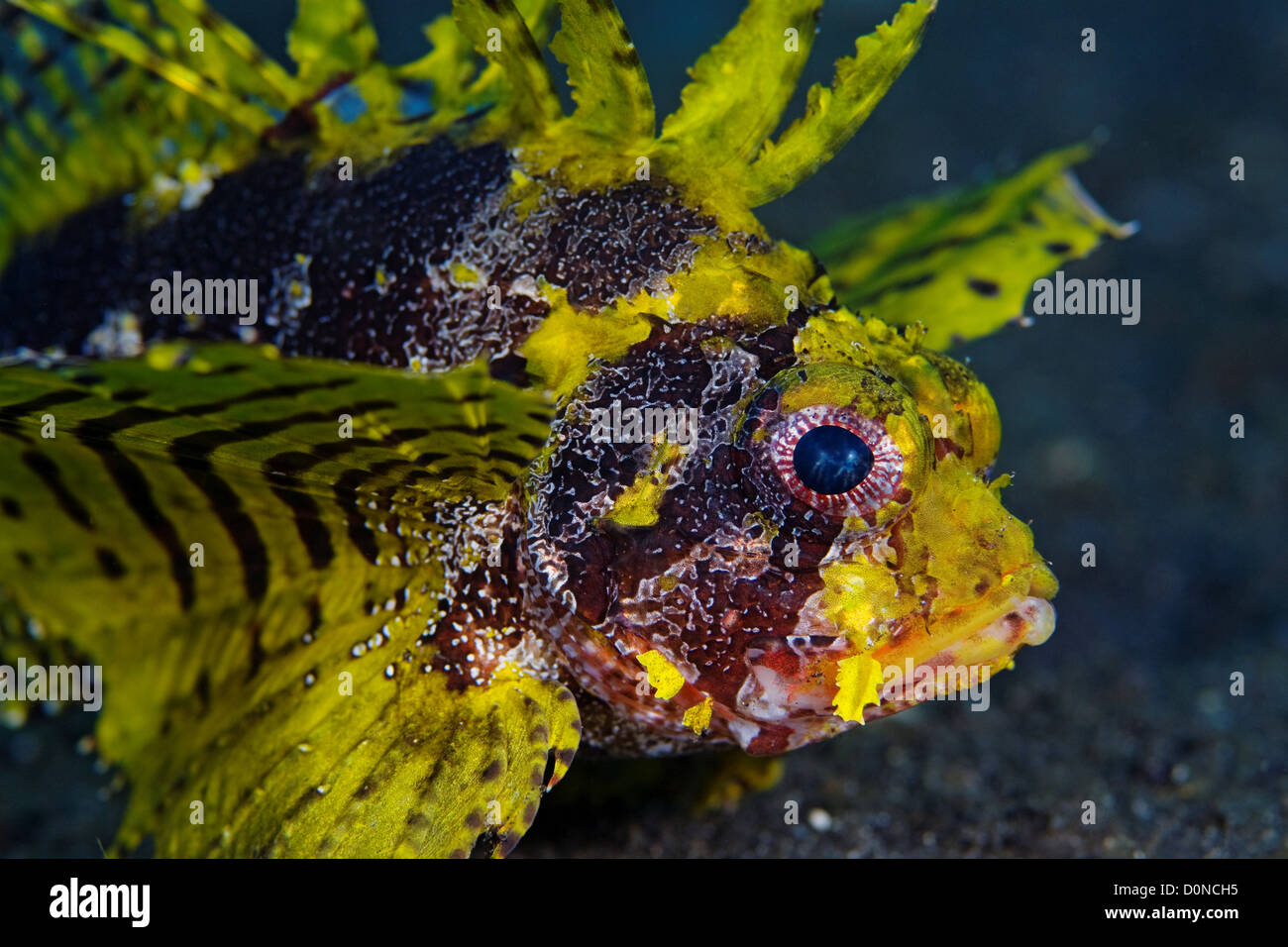 Head of Dwarf Lionfish Stock Photo - Alamy