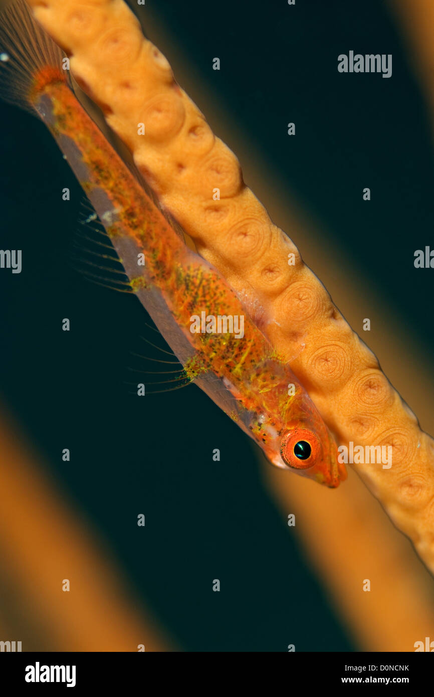 Loki Whip Goby Stock Photo - Alamy
