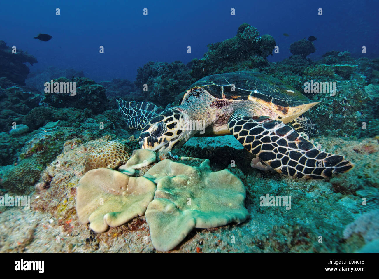 Marine turtle south africa hi-res stock photography and images - Alamy