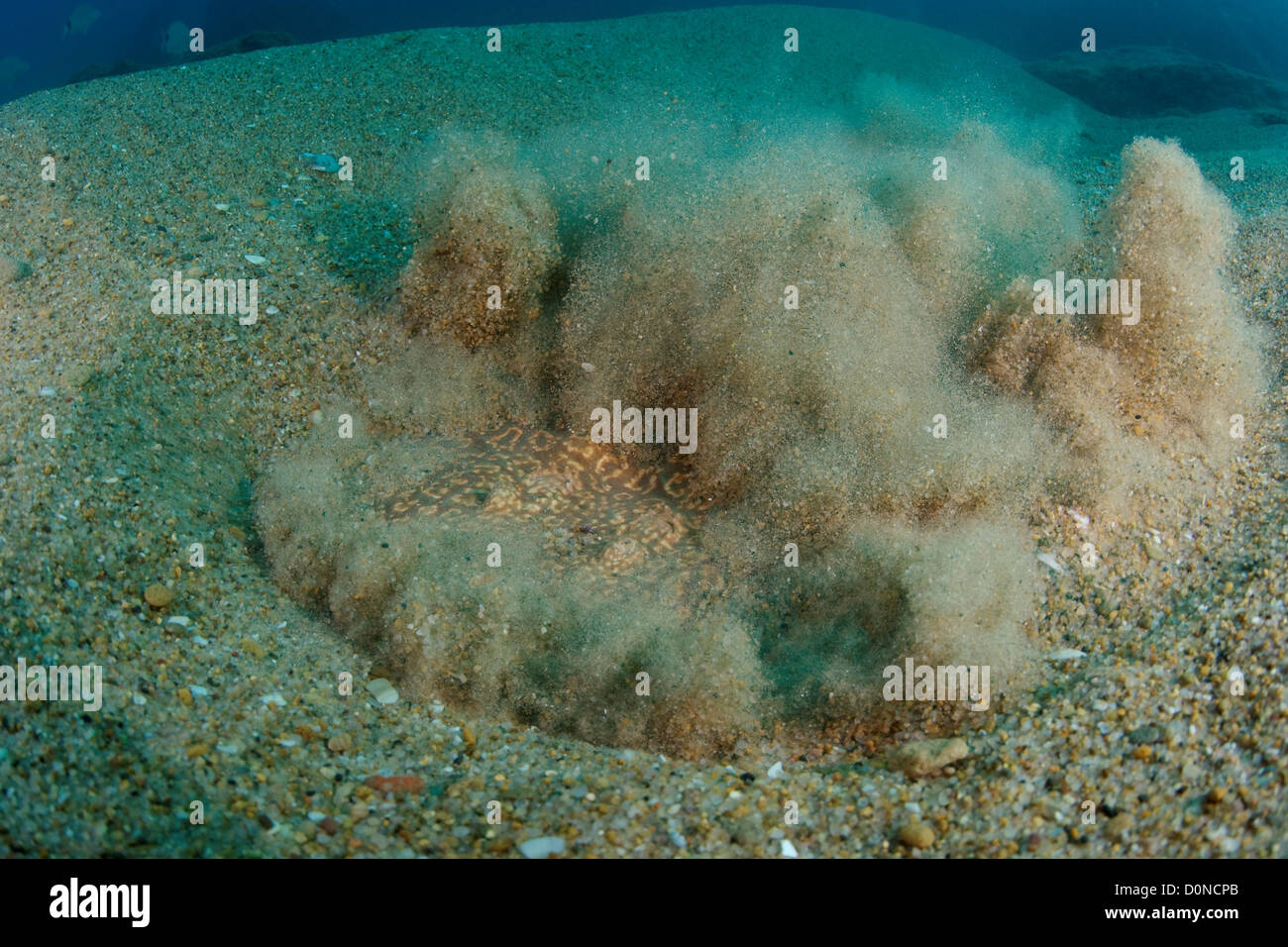 Blackspotted Torpedo Ray Stock Photo - Alamy