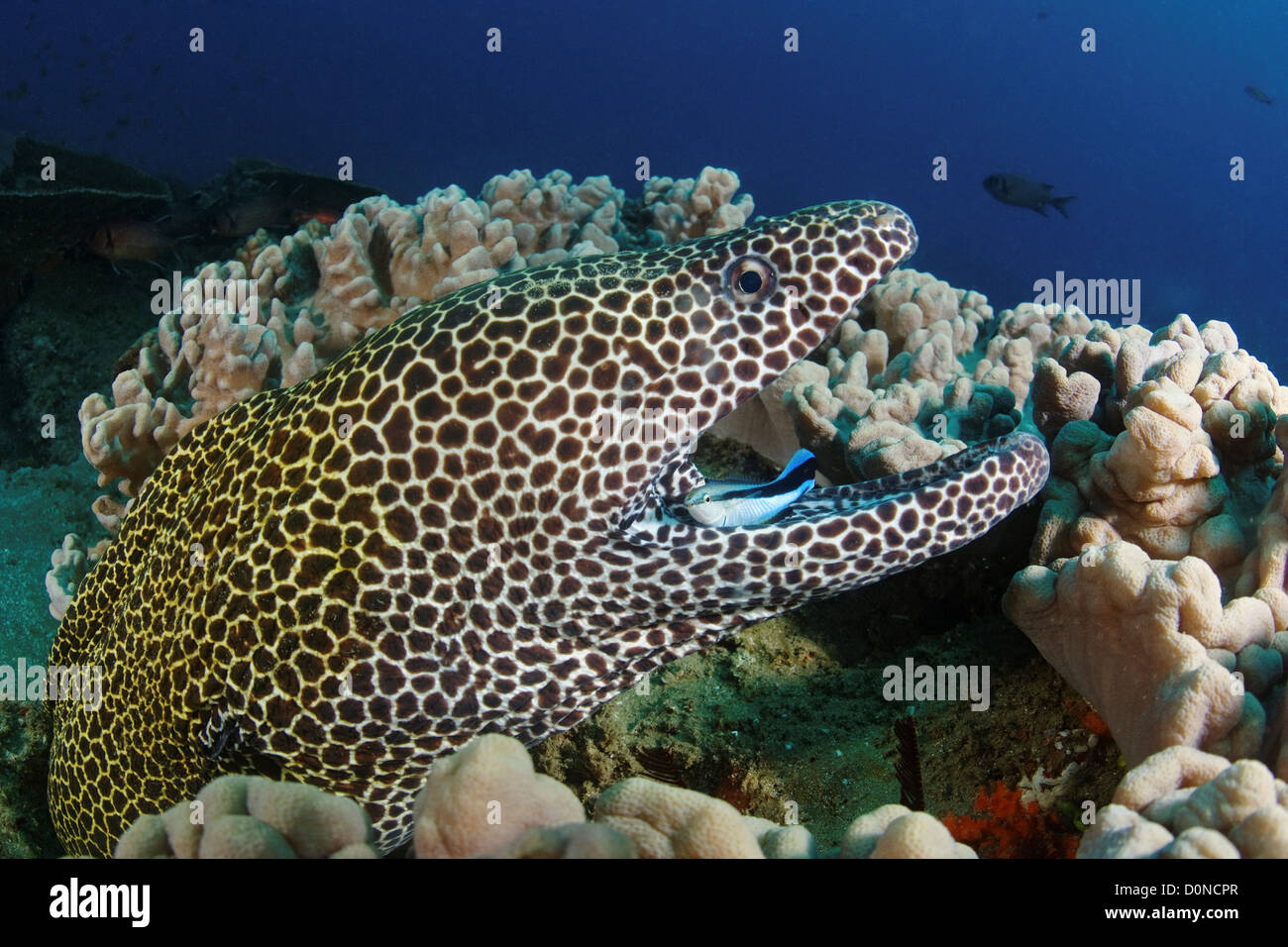 Wrasse spotted moray hi-res stock photography and images - Alamy