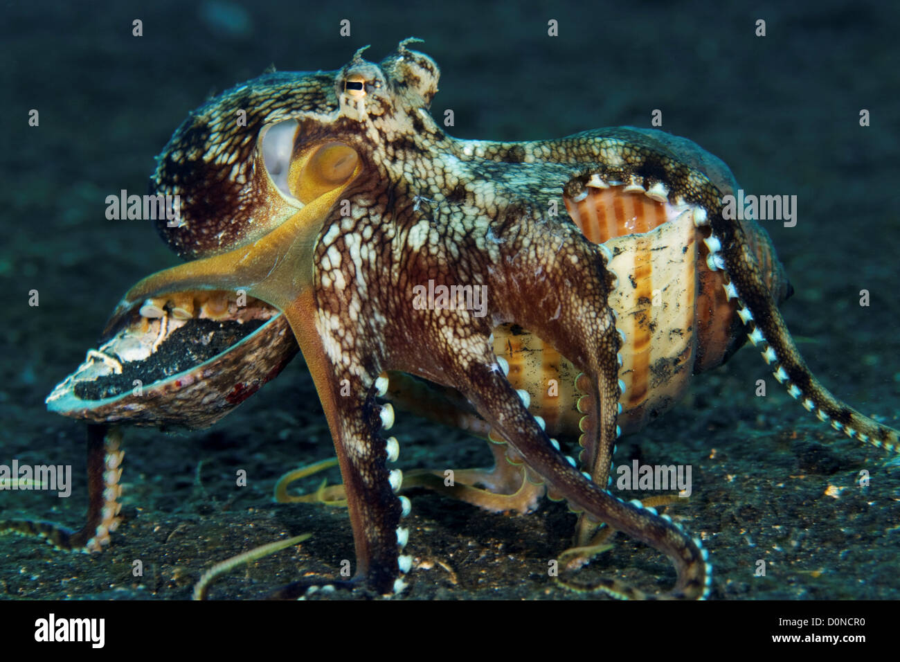 Shell using hi-res stock photography and images - Alamy