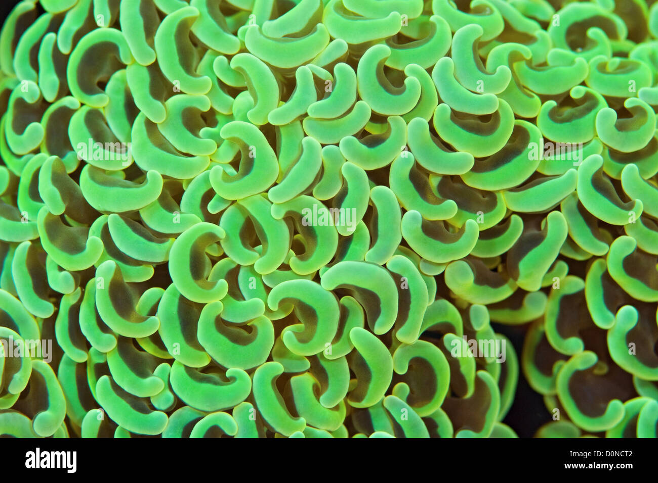 Colonial animals hi-res stock photography and images - Alamy