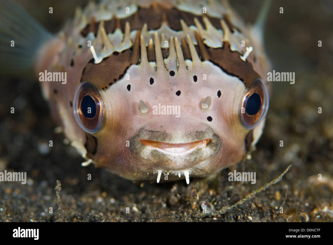 Balloonfish hi-res stock photography and images - Alamy