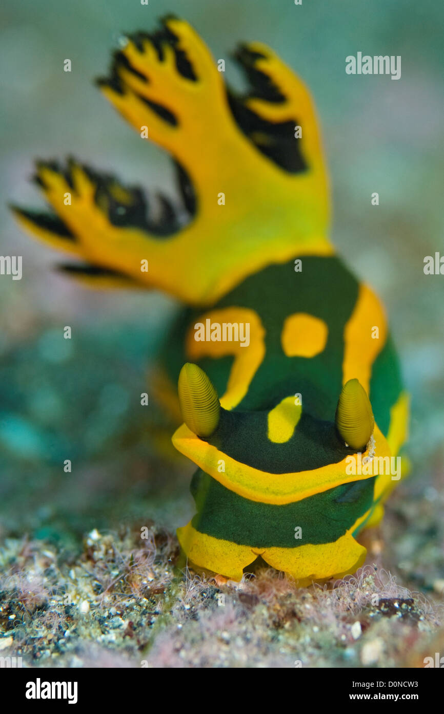 Morosa hi-res stock photography and images - Alamy