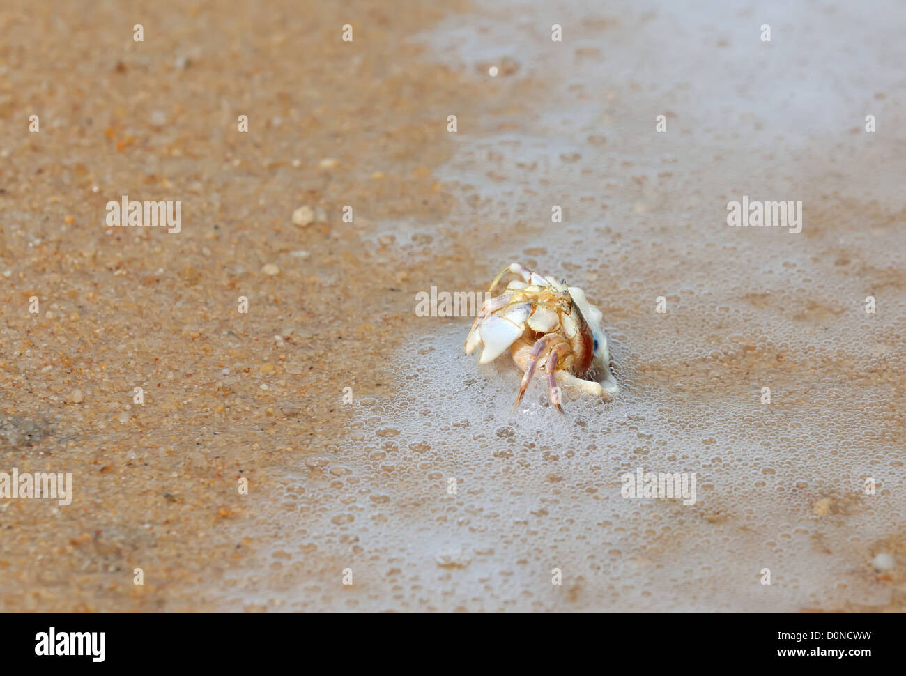 Crab in seashell on the sea beach Stock Photo - Alamy