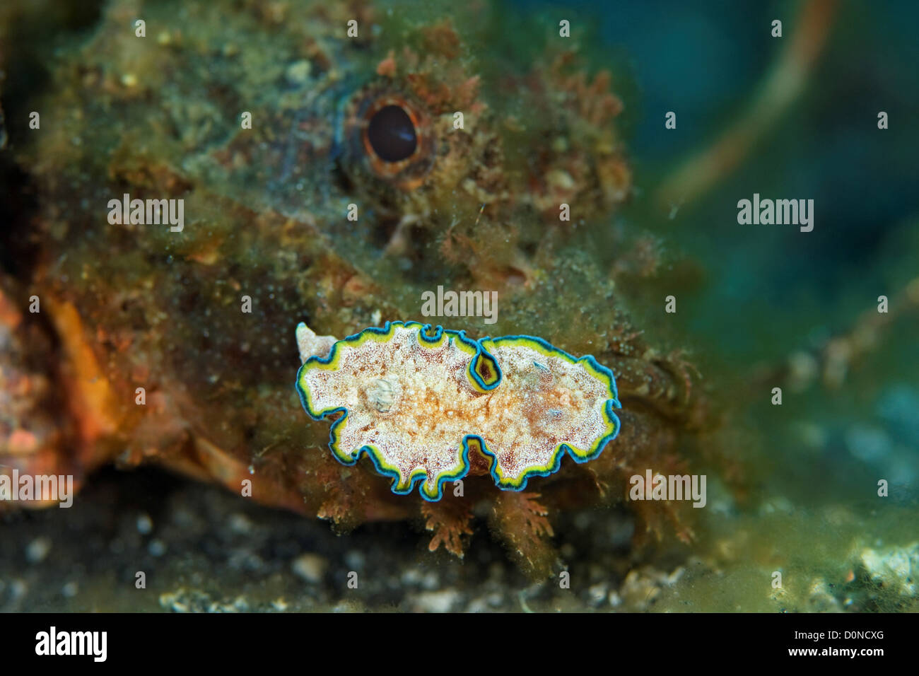 Nudibranch face hi-res stock photography and images - Alamy