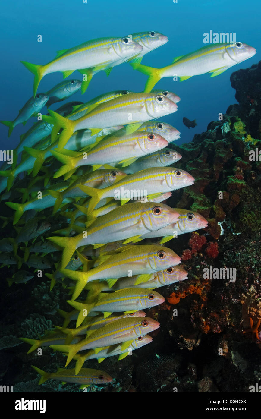 Group of yellowfin goatfish hi-res stock photography and images - Alamy