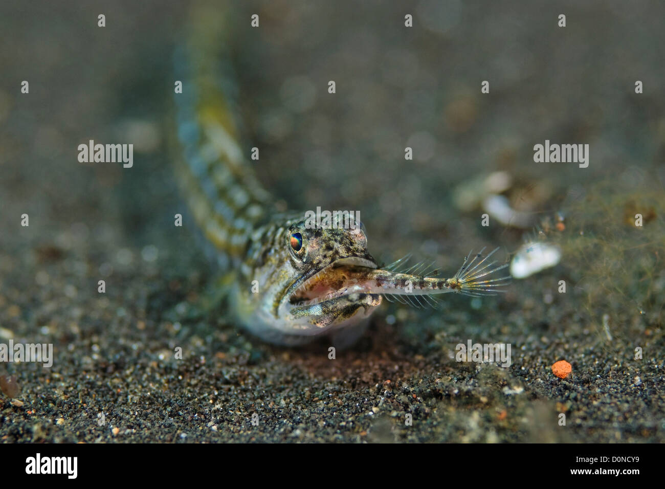 Snakefish fish hi-res stock photography and images - Alamy