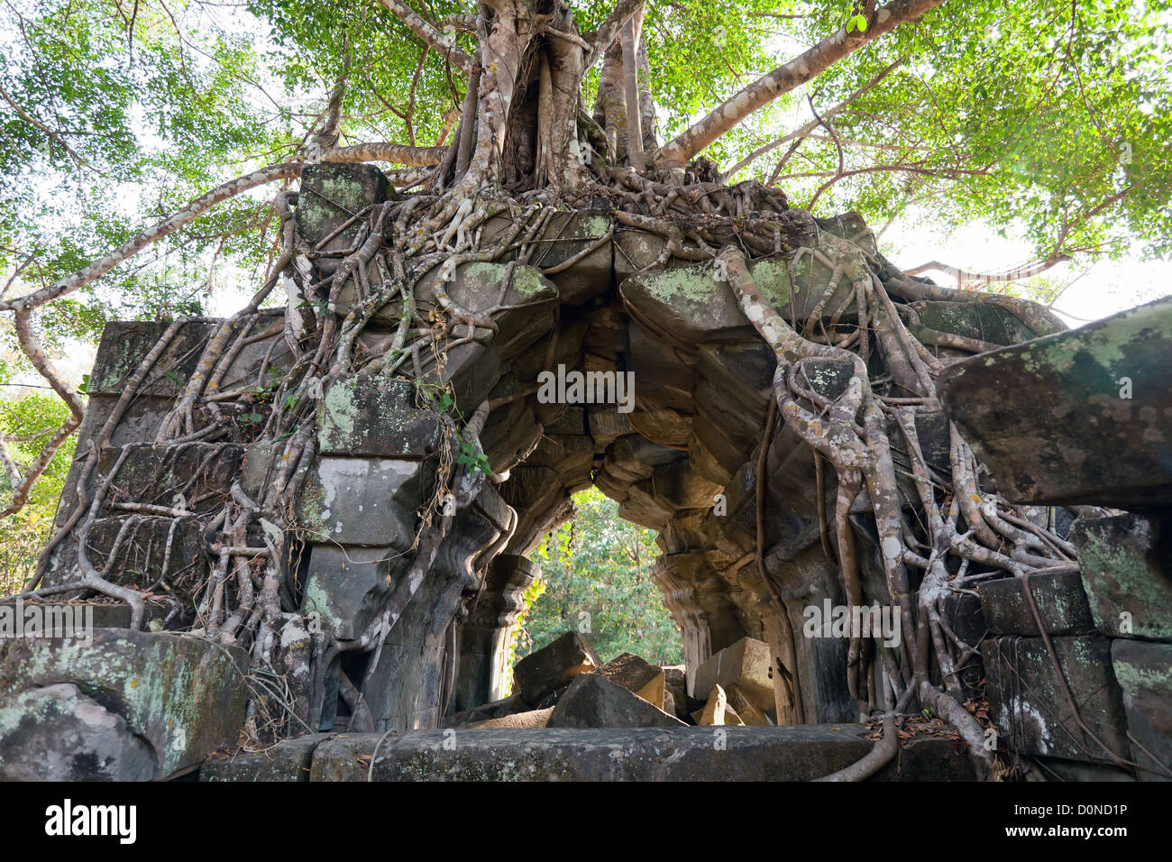 Banyan trees on ruins Stock Photo - Alamy