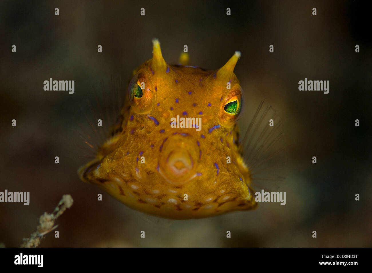 Juvenile cowfish hi-res stock photography and images - Alamy