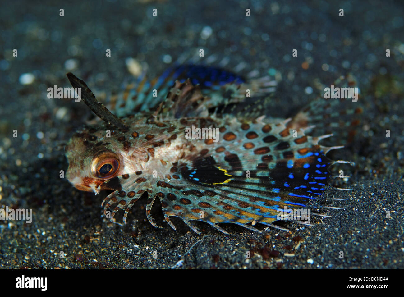 Flying gurnard fish hi-res stock photography and images - Alamy