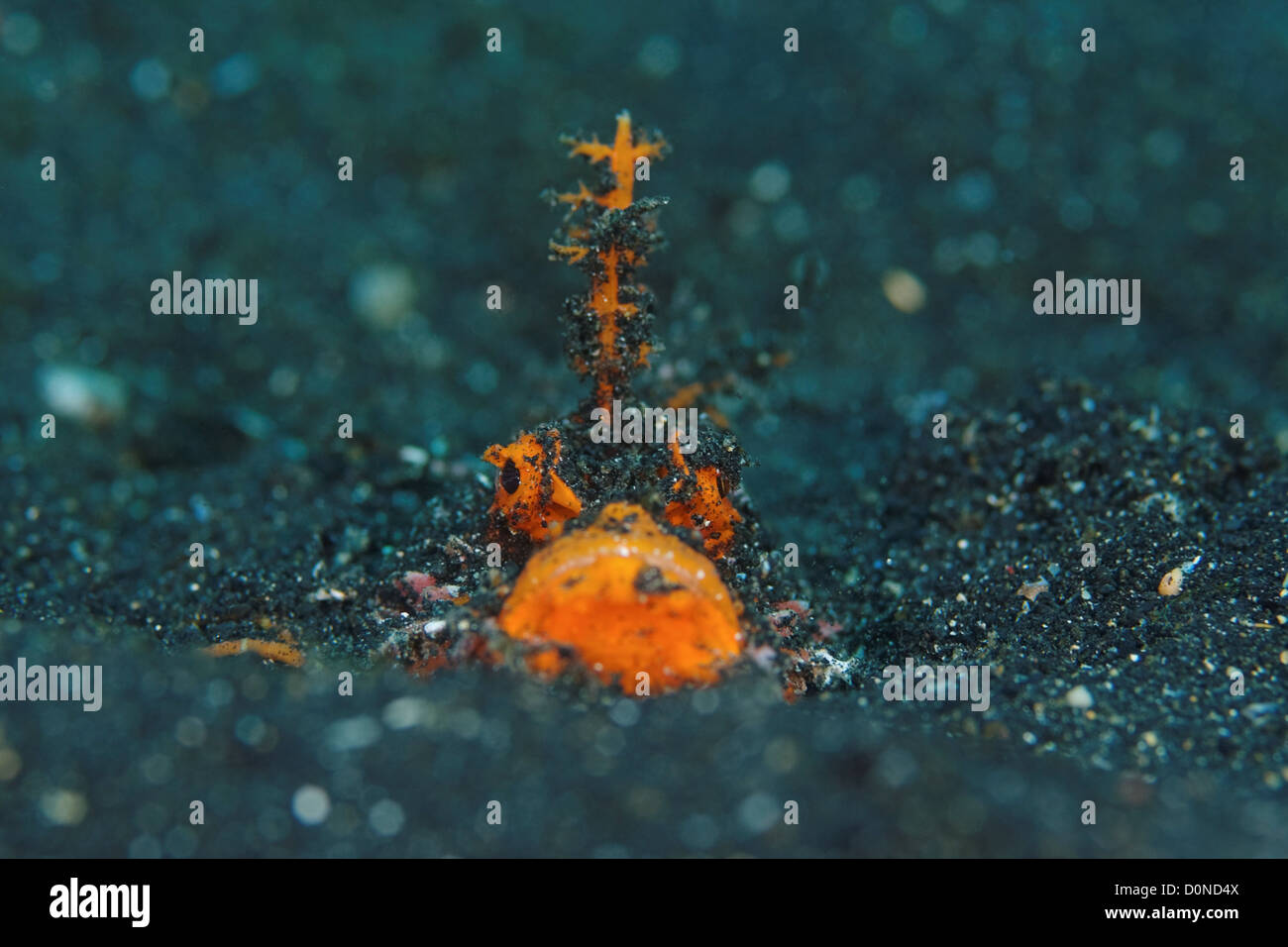 Spiny devil fish hi-res stock photography and images - Alamy