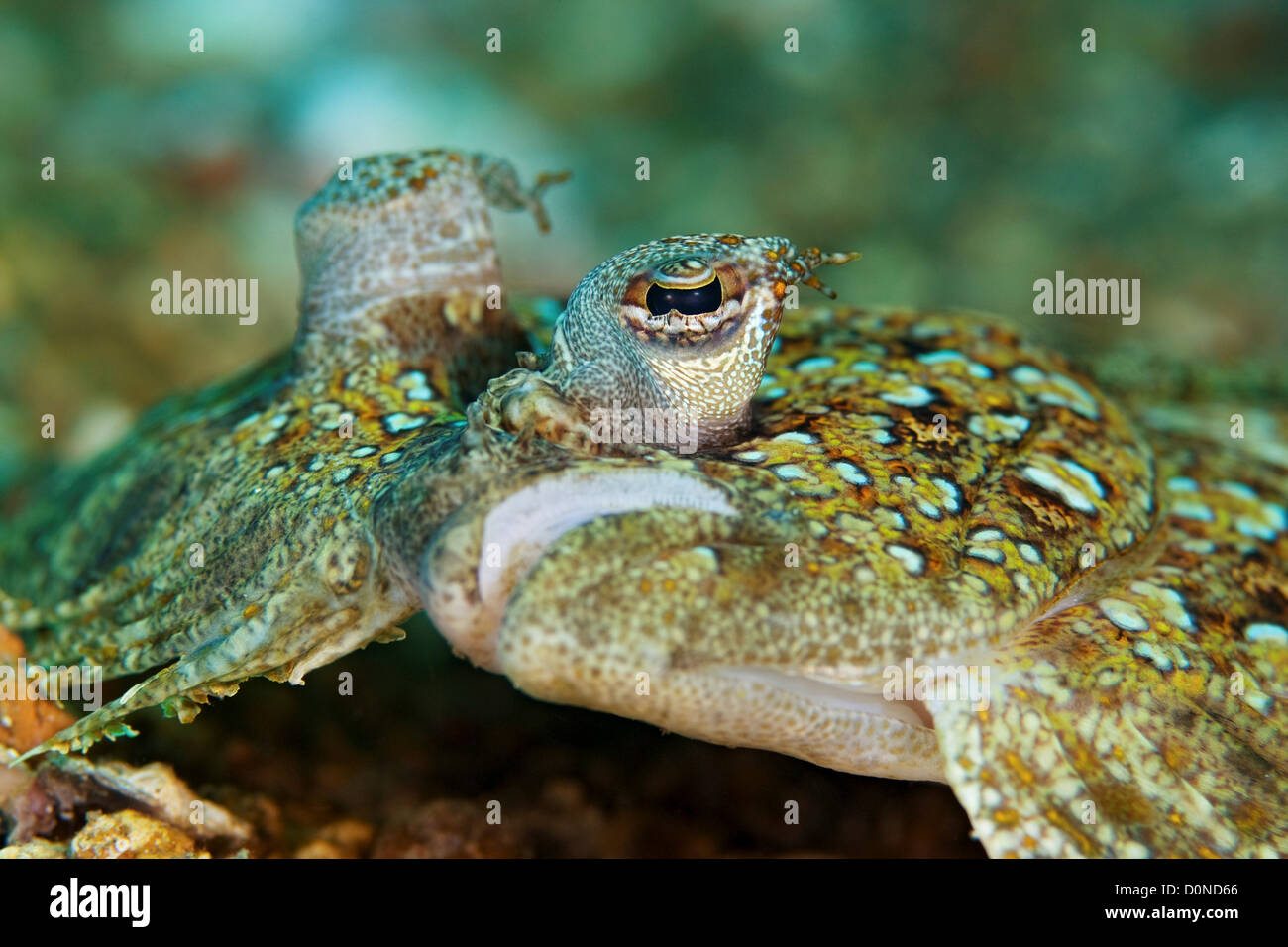 Flounder face hi-res stock photography and images - Alamy