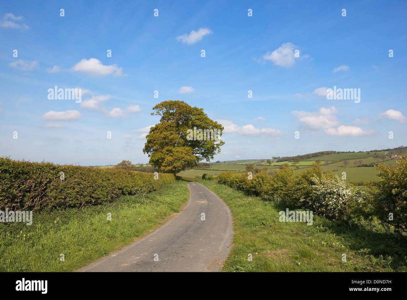 An English landscape with a small rural road with trees and hawthorn ...